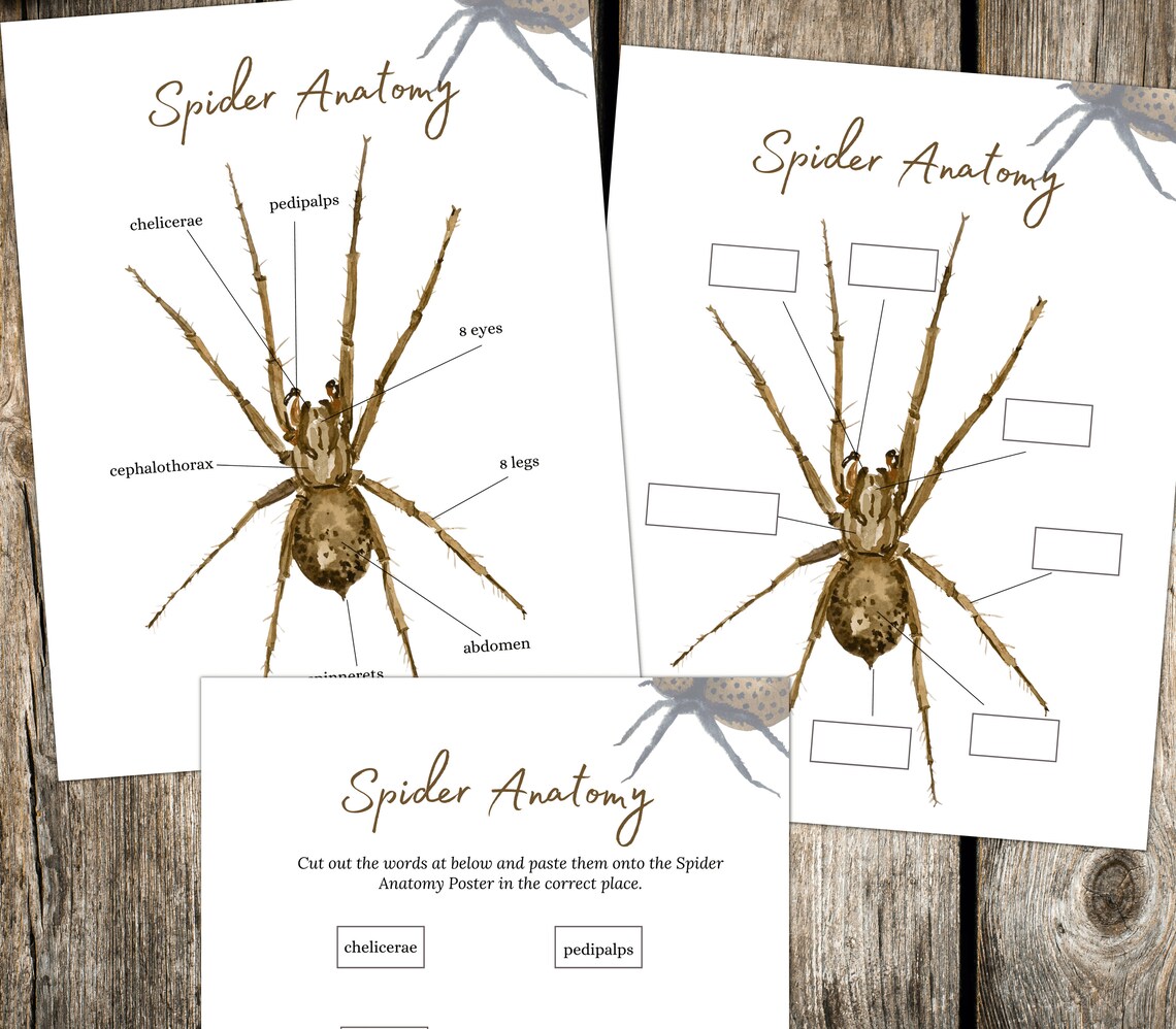 SPIDER Unit Study Life Cycle Anatomy Nature Study Science - Etsy UK