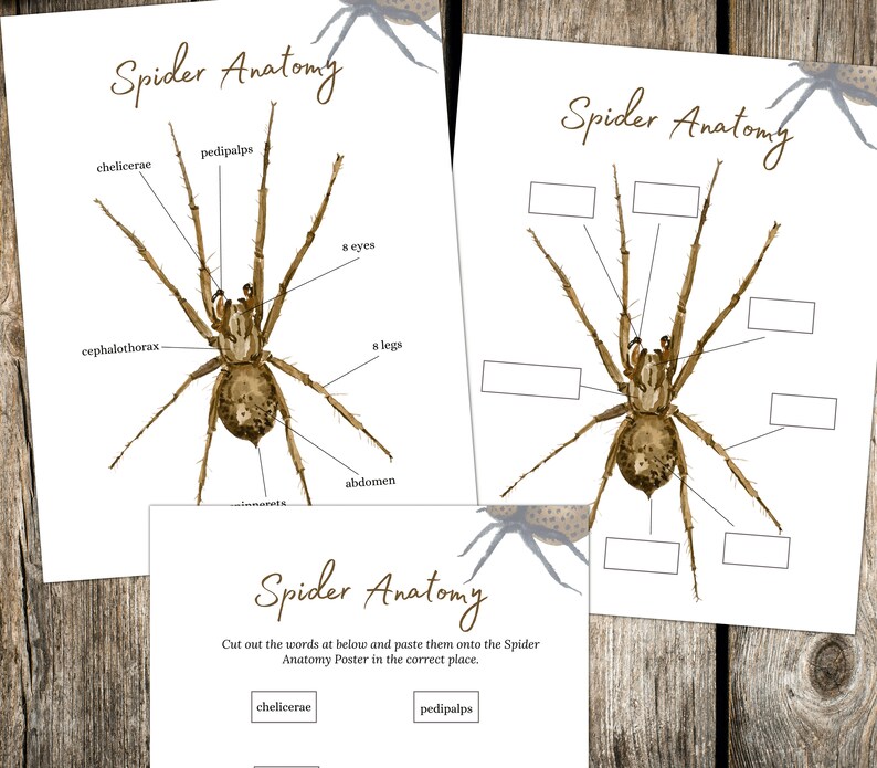 SPIDER Unit Study Life Cycle Anatomy Nature Study Science - Etsy