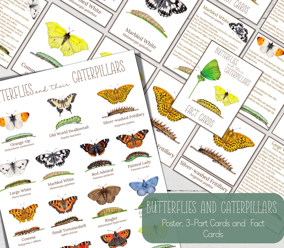 BUTTERFLIES and CATERPILLARS Mini Poster + 3-part Cards + Fact Cards ...