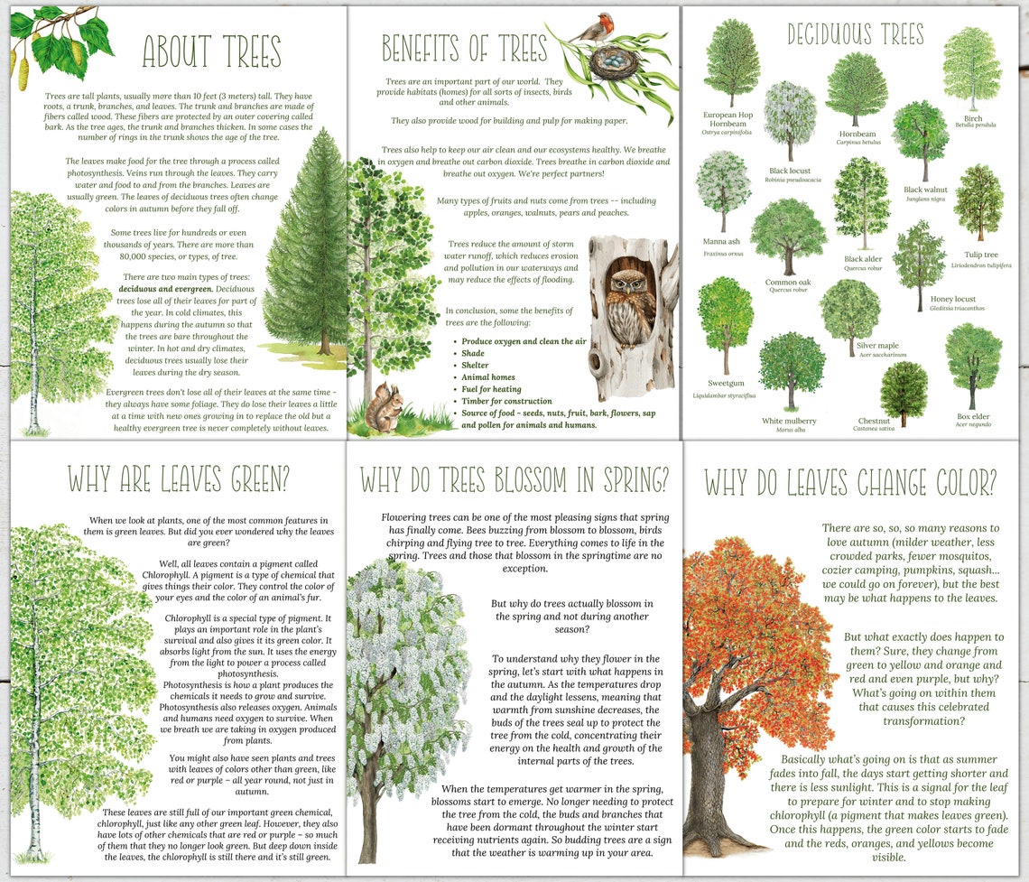 DECIDUOUS TREES Unit Study, Life Cycle, Anatomy, Nature Study, Science ...