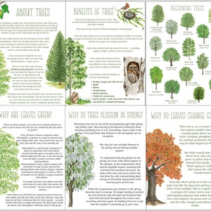 DECIDUOUS TREES Unit Study, Life Cycle, Anatomy, Nature Study, Science ...