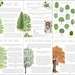 DECIDUOUS TREES Unit Study, Life Cycle, Anatomy, Nature Study, Science ...