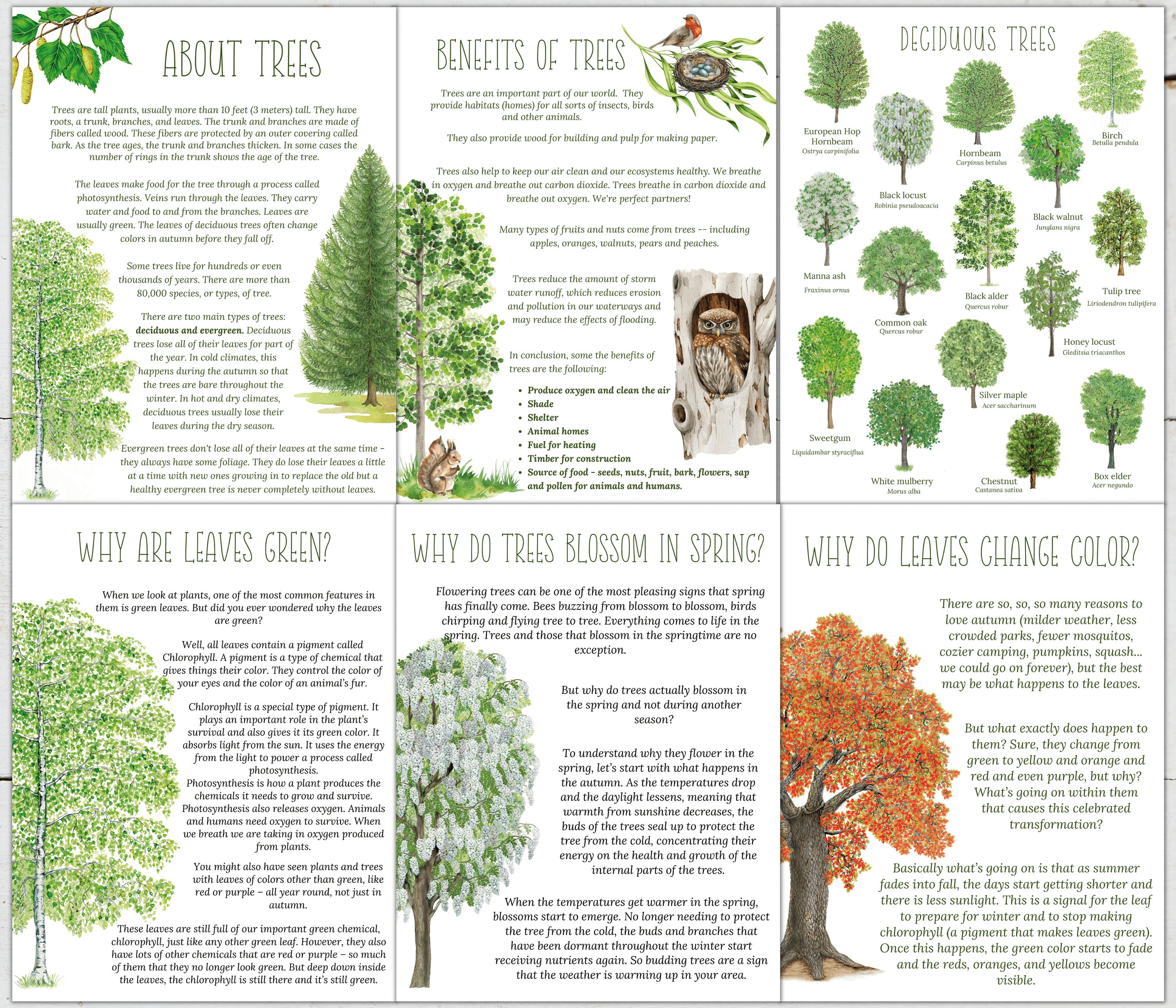 DECIDUOUS TREES Unit Study, Life Cycle, Anatomy, Nature Study, Science ...