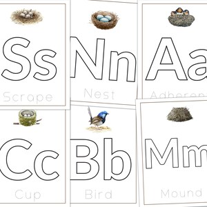 BIRD NESTS Unit Study, Nature Study, Science, Handwriting, Homeschool ...