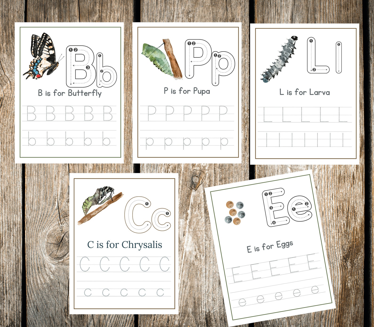 Swallowtail BUTTERFLY Unit Study Life Cycle Anatomy Nature - Etsy