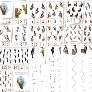 Woodpeckers Unit Study: Life Cycle, Anatomy, Homeschool Printable ...