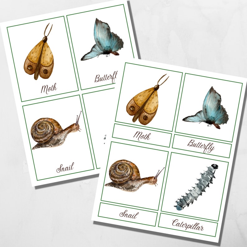 Minibeast 3 Part Cards and Miniposter Bugs Insects Nature - Etsy