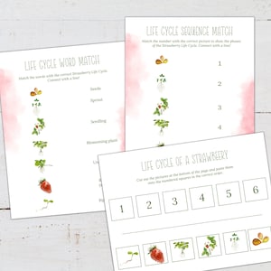 STRAWBERRY Life Cycle, Nature Study, Homeschool Printable, Instant ...