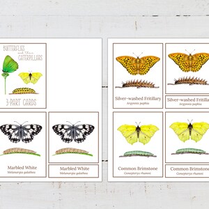 BUTTERFLIES and CATERPILLARS Mini Poster + 3-part Cards + Fact Cards ...