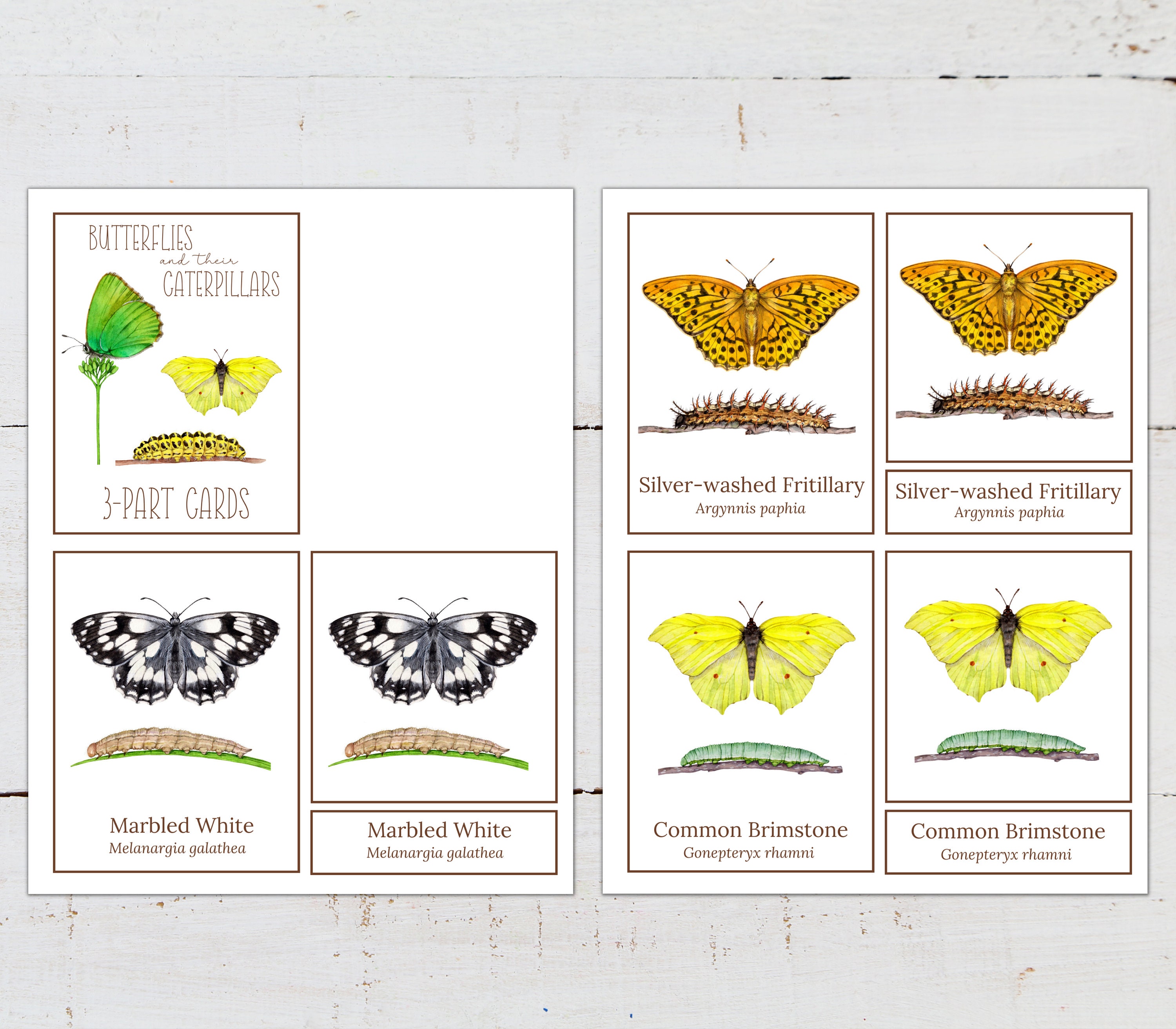 BUTTERFLIES and CATERPILLARS Mini Poster + 3-part Cards + Fact Cards ...