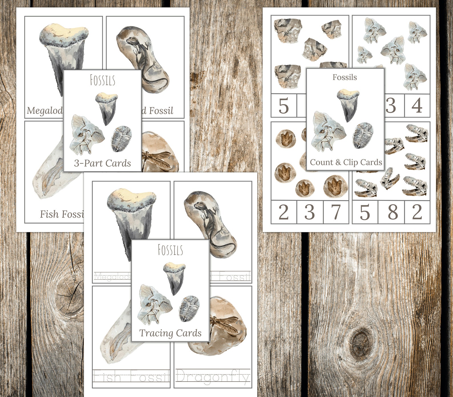 FOSSILS Unit Study Anatomy Nature Study Science - Etsy