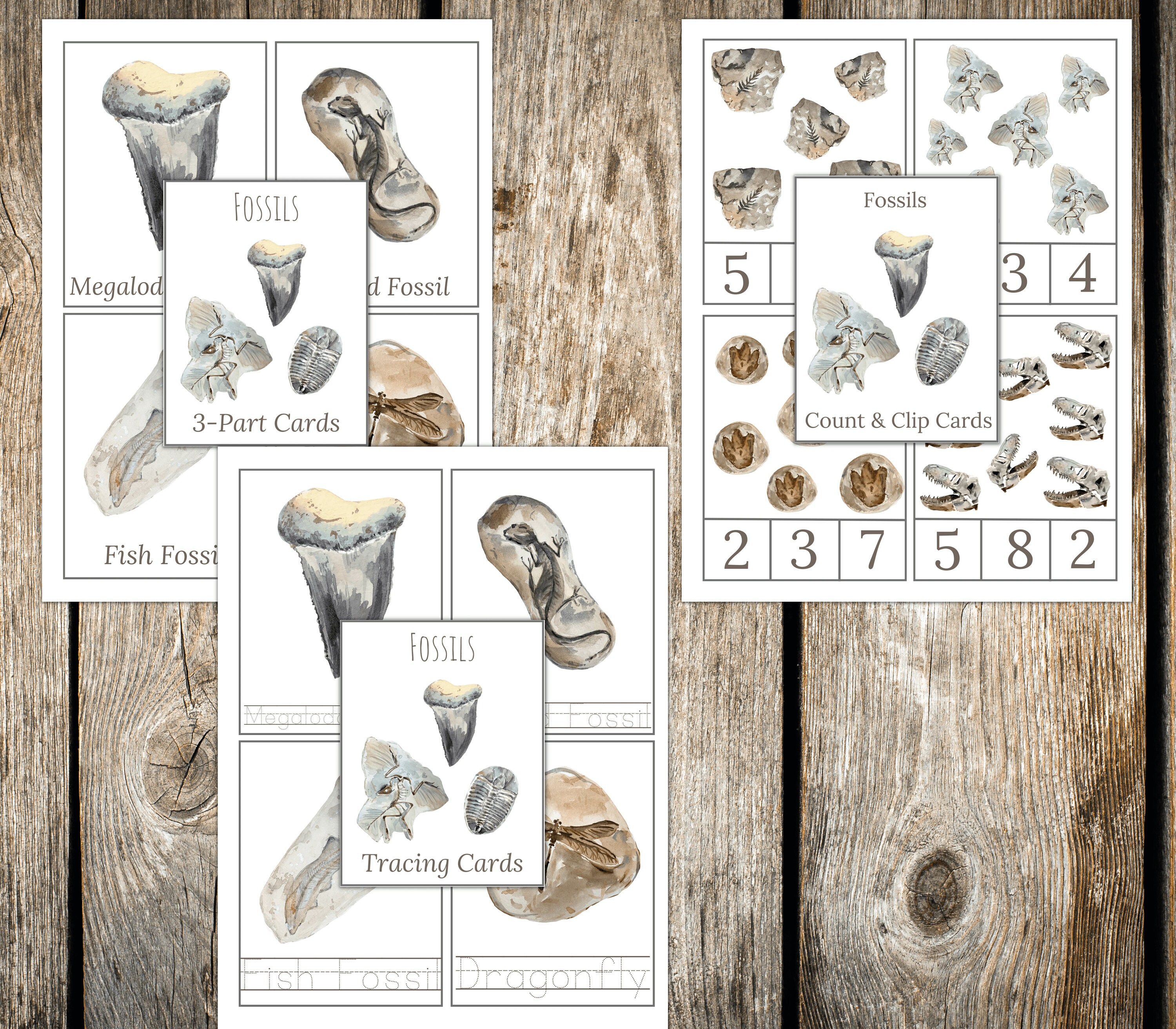 FOSSILS Unit Study Anatomy Nature Study Science - Etsy