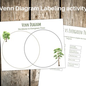 DECIDUOUS Vs EVERGREEN Trees Venn Diagram Activity, Homeschool ...