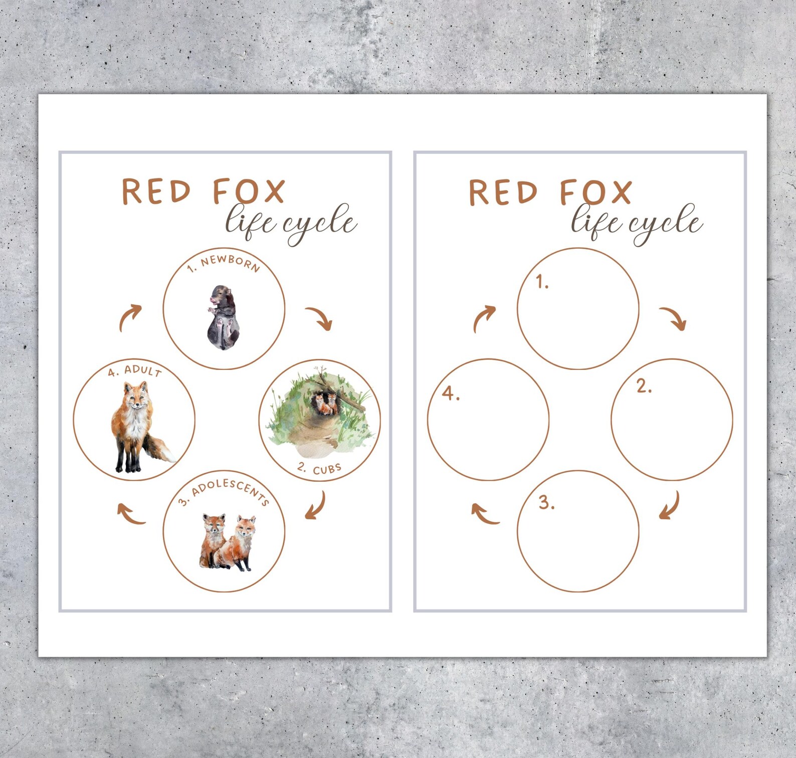 Fauna Life Cycle Printable 5x7" Flashcards and Matching Worksheets (5x7 ...