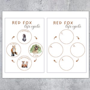 Fauna Life Cycle Printable 5x7" Flashcards and Matching Worksheets (5x7 ...