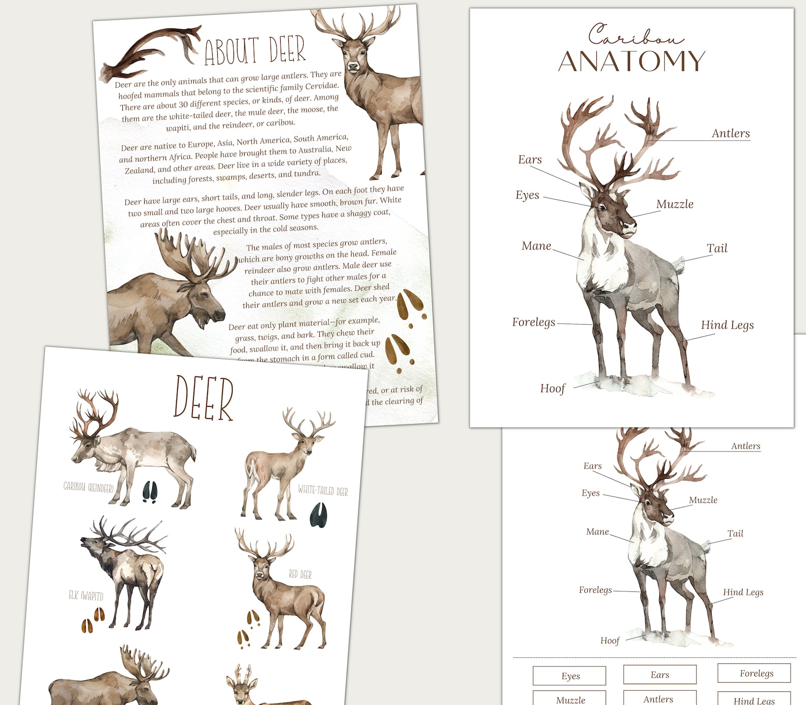 DEER Unit Study Life Cycle Anatomy Nature Study Science - Etsy