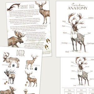 Deer Unit Study: Life Cycle, Anatomy, Homeschool Printable (instant ...