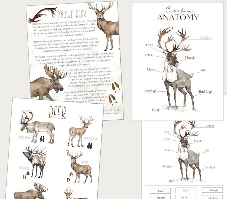 DEER Unit Study Life Cycle Anatomy Nature Study Science - Etsy