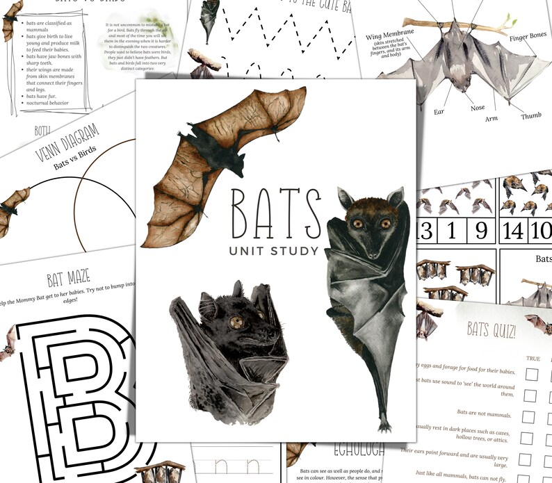 BATS Unit Study Life Cycle Anatomy Nature Study Science - Etsy