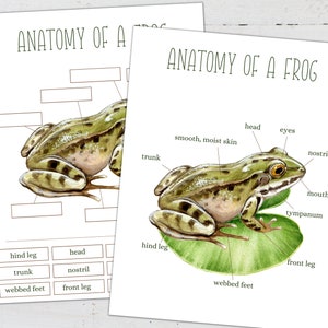 FROG Anatomy, Poster, Labeling Activity, Fact Cards and Tracing ...
