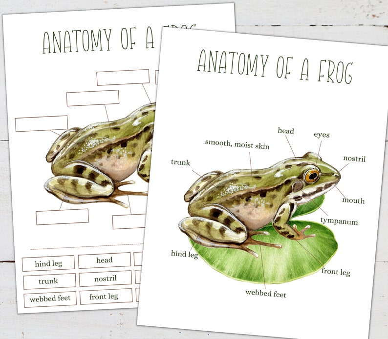 FROG Anatomy Poster Labeling Activity Fact Cards and - Etsy Australia
