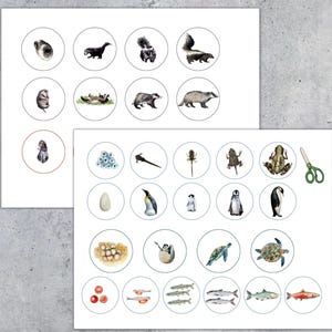 Fauna Life Cycle Printable 5x7" Flashcards and Matching Worksheets (5x7 ...