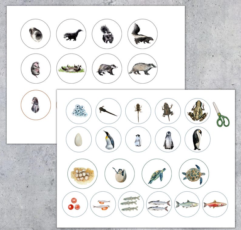 Fauna Life Cycle Printable 5x7" Flashcards and Matching Worksheets (5x7 ...