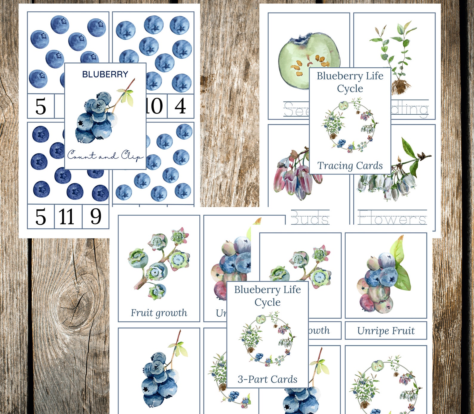 BLUEBERRY Unit Study Life Cycle Anatomy Nature Study - Etsy UK