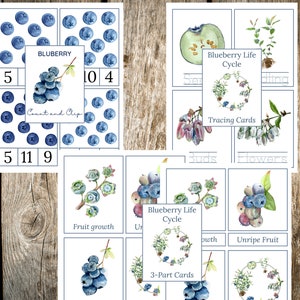 BLUEBERRY Unit Study Life Cycle Anatomy Nature Study - Etsy