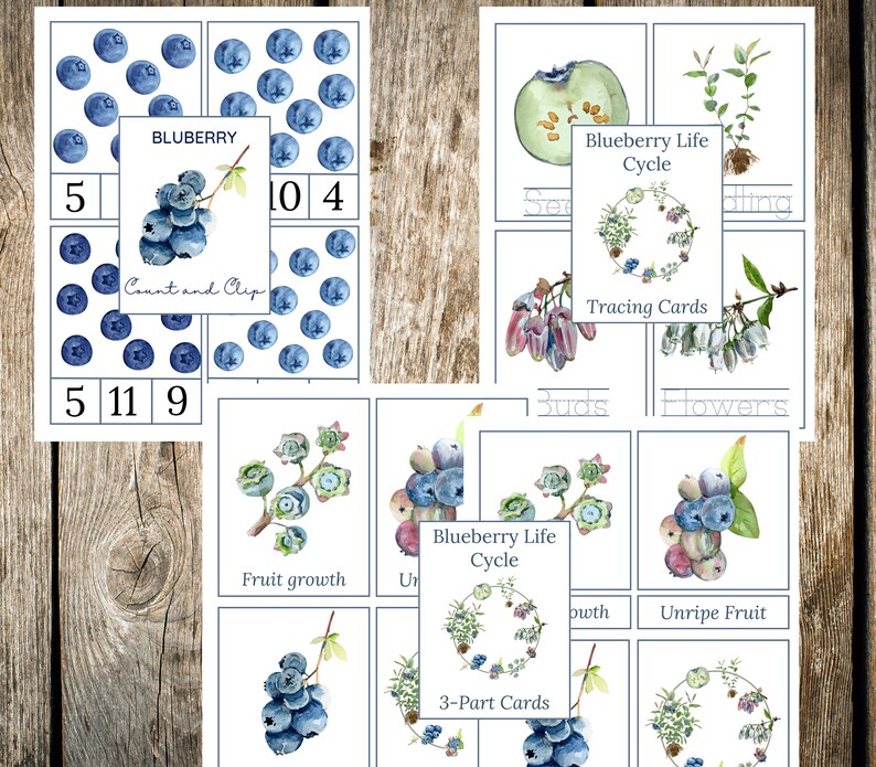 BLUEBERRY Unit Study Life Cycle Anatomy Nature Study - Etsy UK