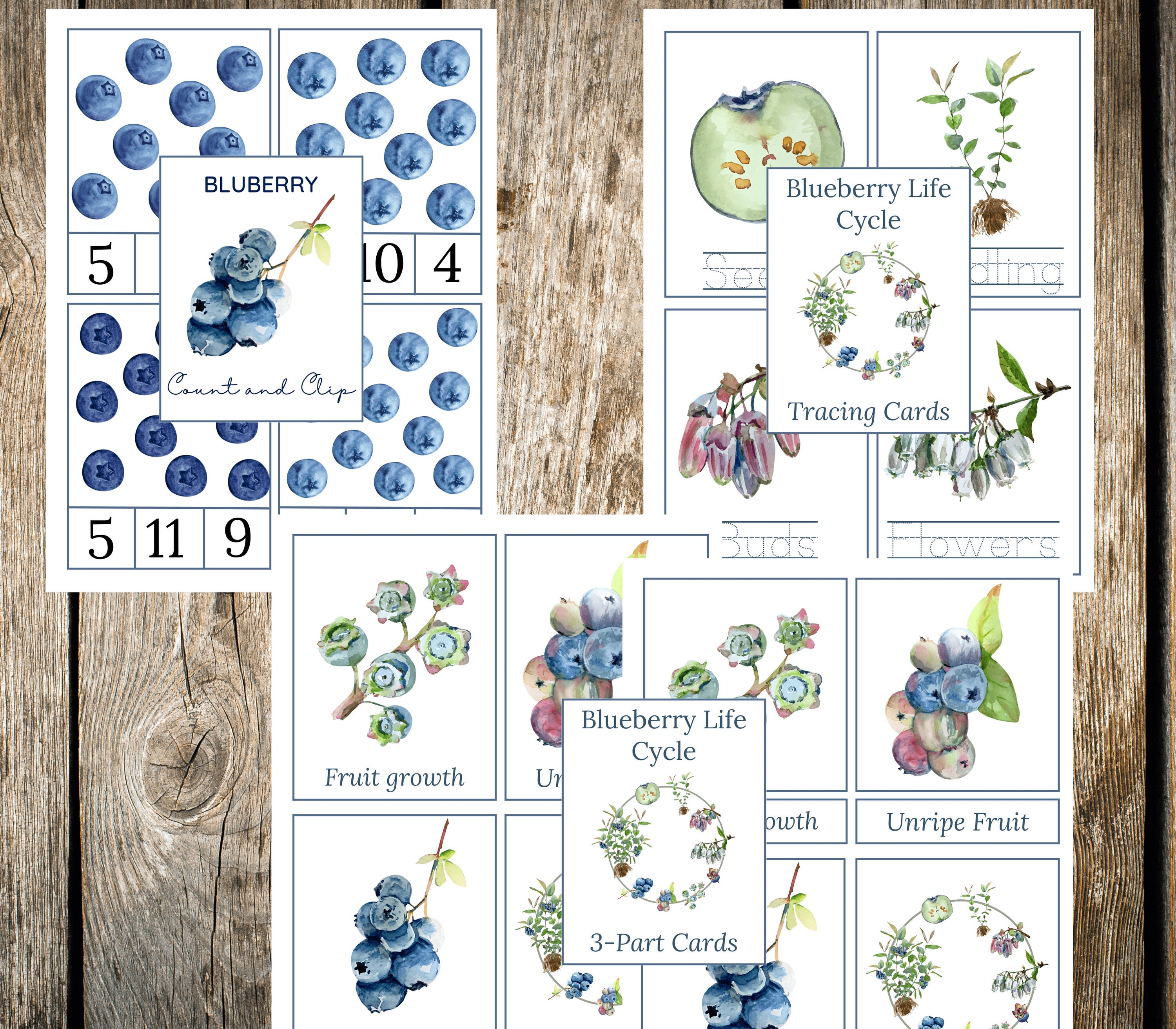 BLUEBERRY Unit Study Life Cycle Anatomy Nature Study - Etsy UK