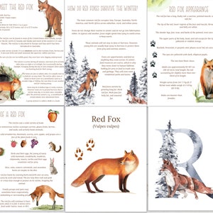 Red Fox Unit Study: Life Cycle, Anatomy, Homeschool Printable (instant ...