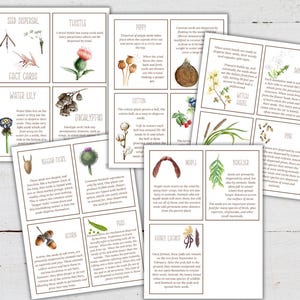 SEED DISPERSAL Unit Study, Anatomy, Nature Study, Science, Handwriting ...
