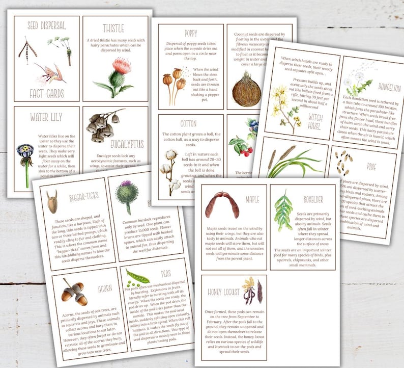 SEED DISPERSAL Unit Study, Anatomy, Nature Study, Science, Handwriting ...