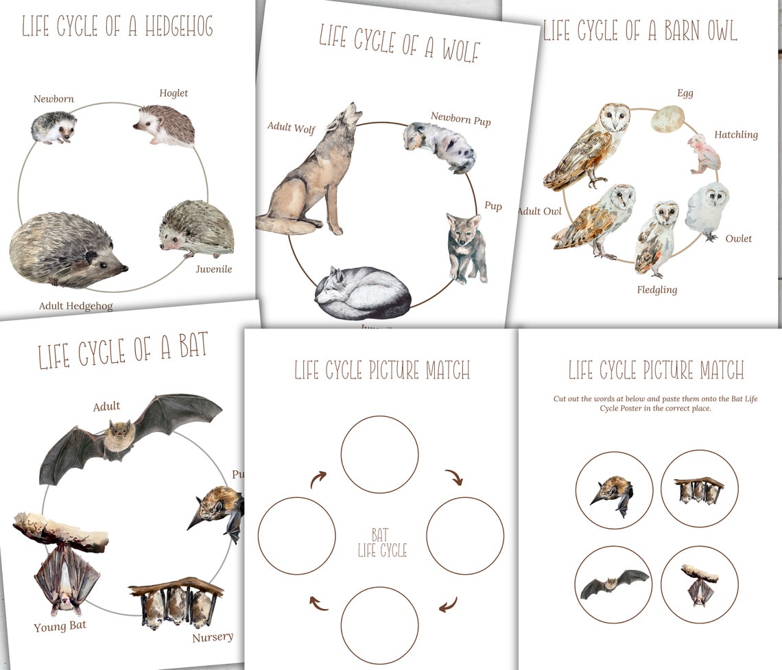 Nocturnal Animals Unit Study: Anatomy, Life Cycle, & Handwriting ...