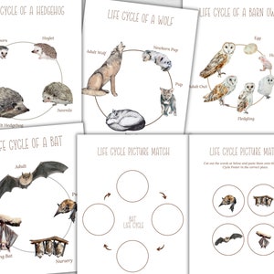 Nocturnal Animals Unit Study: Anatomy, Life Cycle, & Handwriting ...