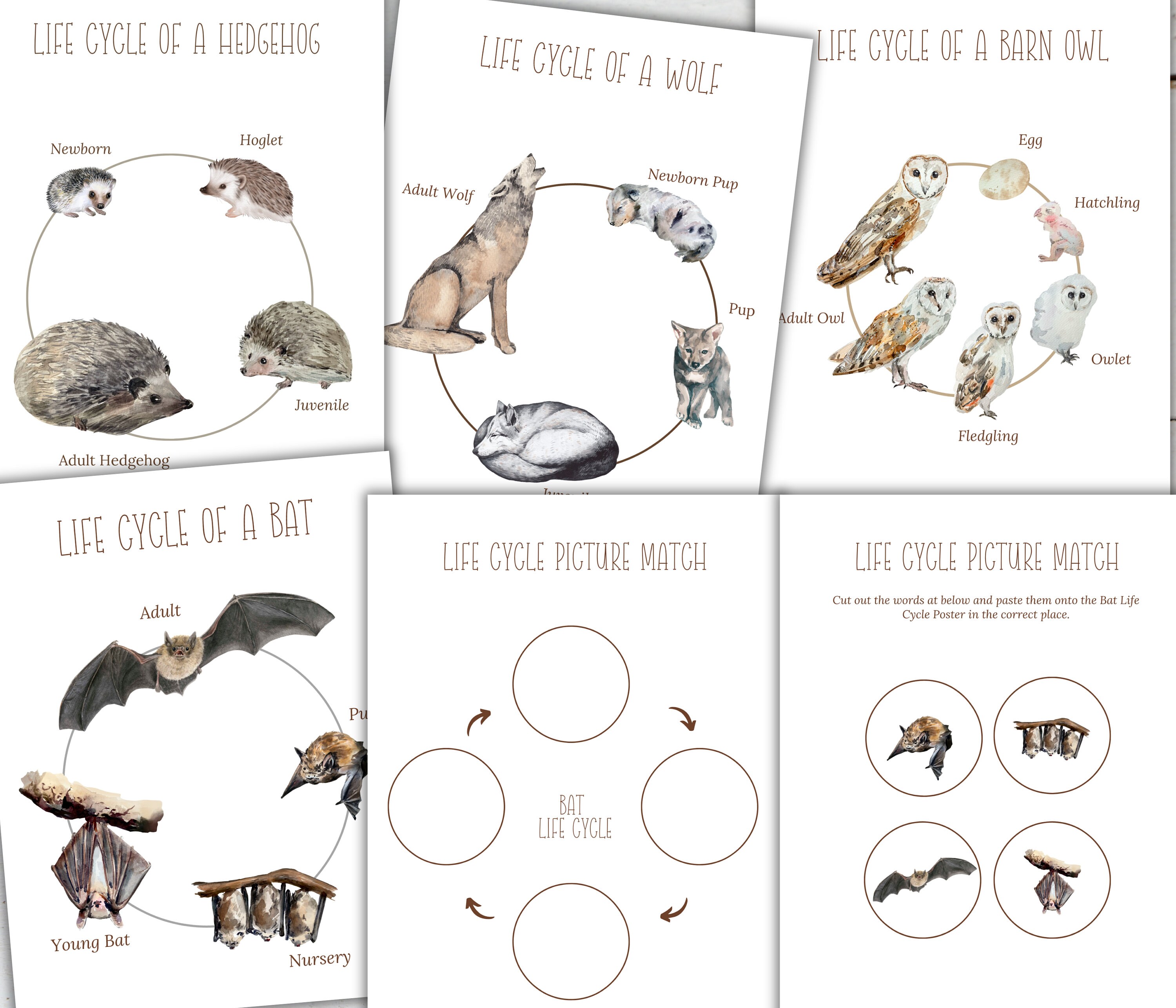 Nocturnal Animals Unit Study: Anatomy, Life Cycle, & Handwriting ...