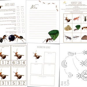 ANT Colony Unit Study, Life Cycle, Anatomy, Nature Study, Science ...