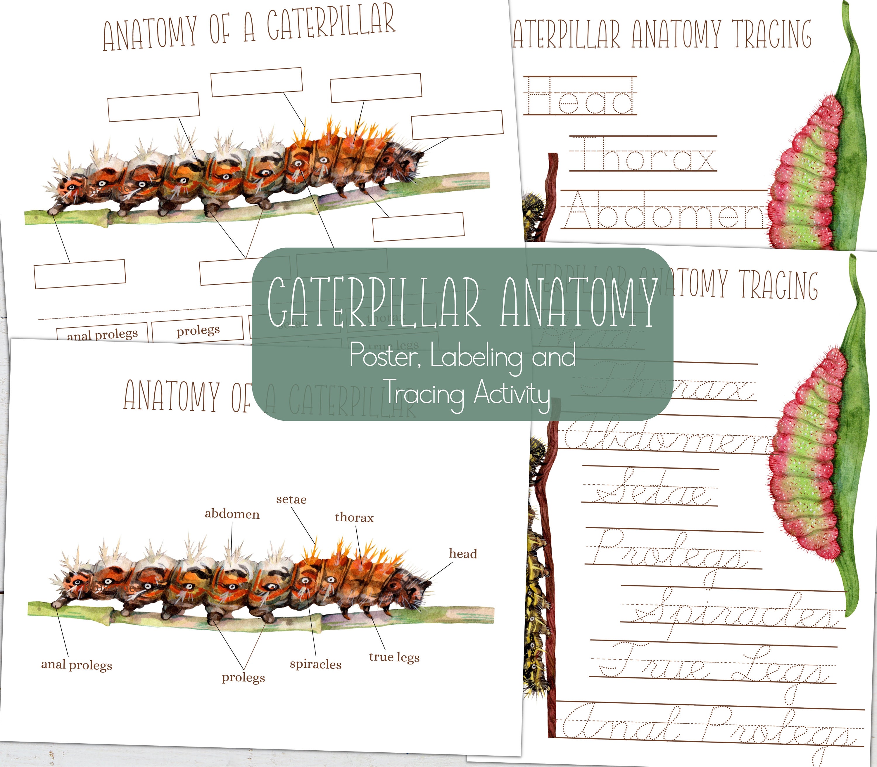 CATERPILLAR Anatomy Poster Labeling and Tracing Activities - Etsy