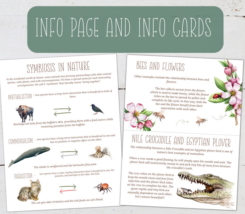 Symbiosis in Nature Unit Study: Homeschool Science (instant Download ...