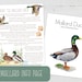 MALLARD DUCK Unit Study, Life Cycle, Anatomy, Nature Study, Science ...