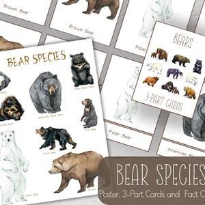 Bears Unit Study: Life Cycle, Anatomy, Homeschool Printable (instant ...