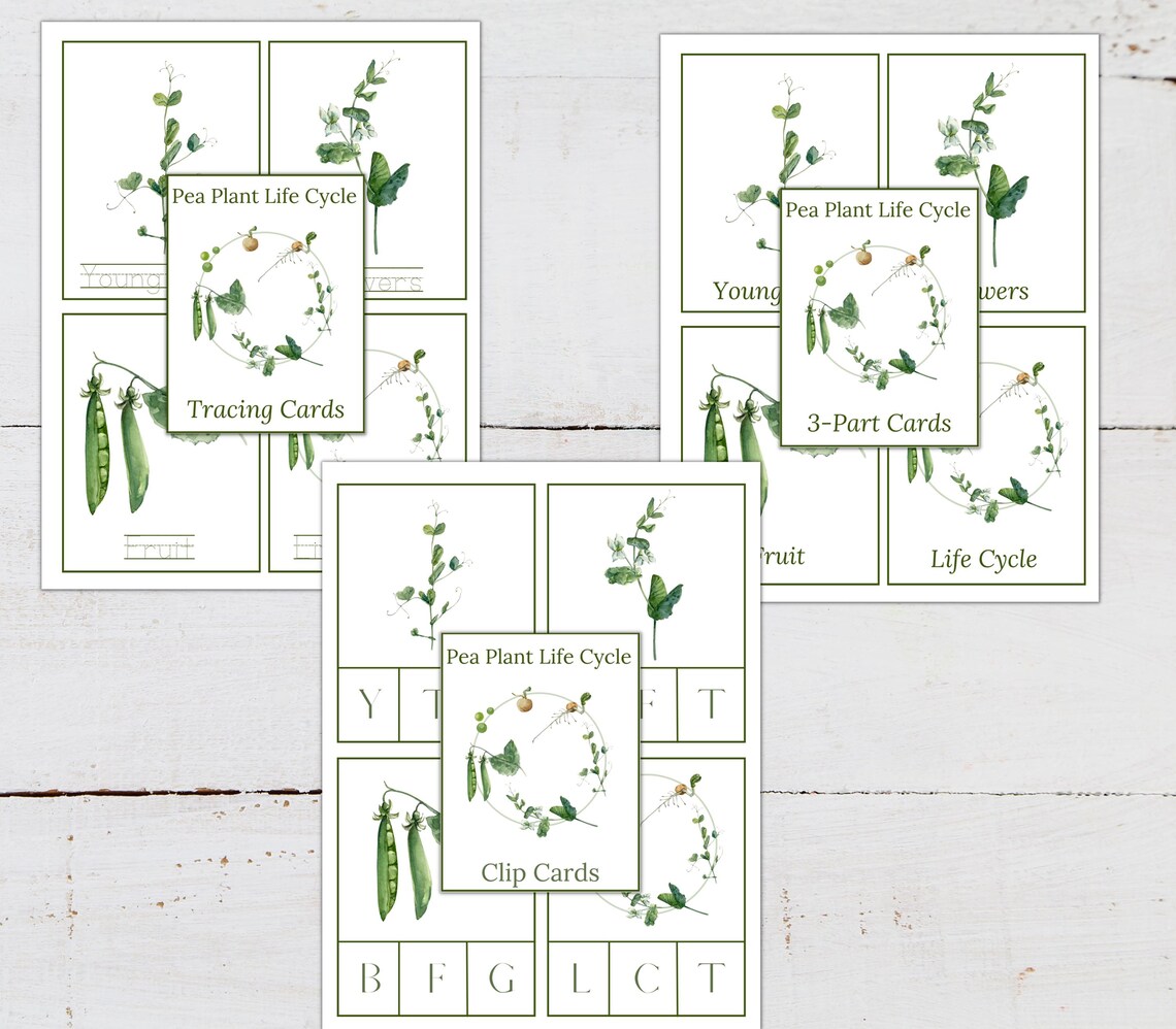 Pea Plant Unit Study: Life Cycle, Anatomy, Homeschool (instant Download ...