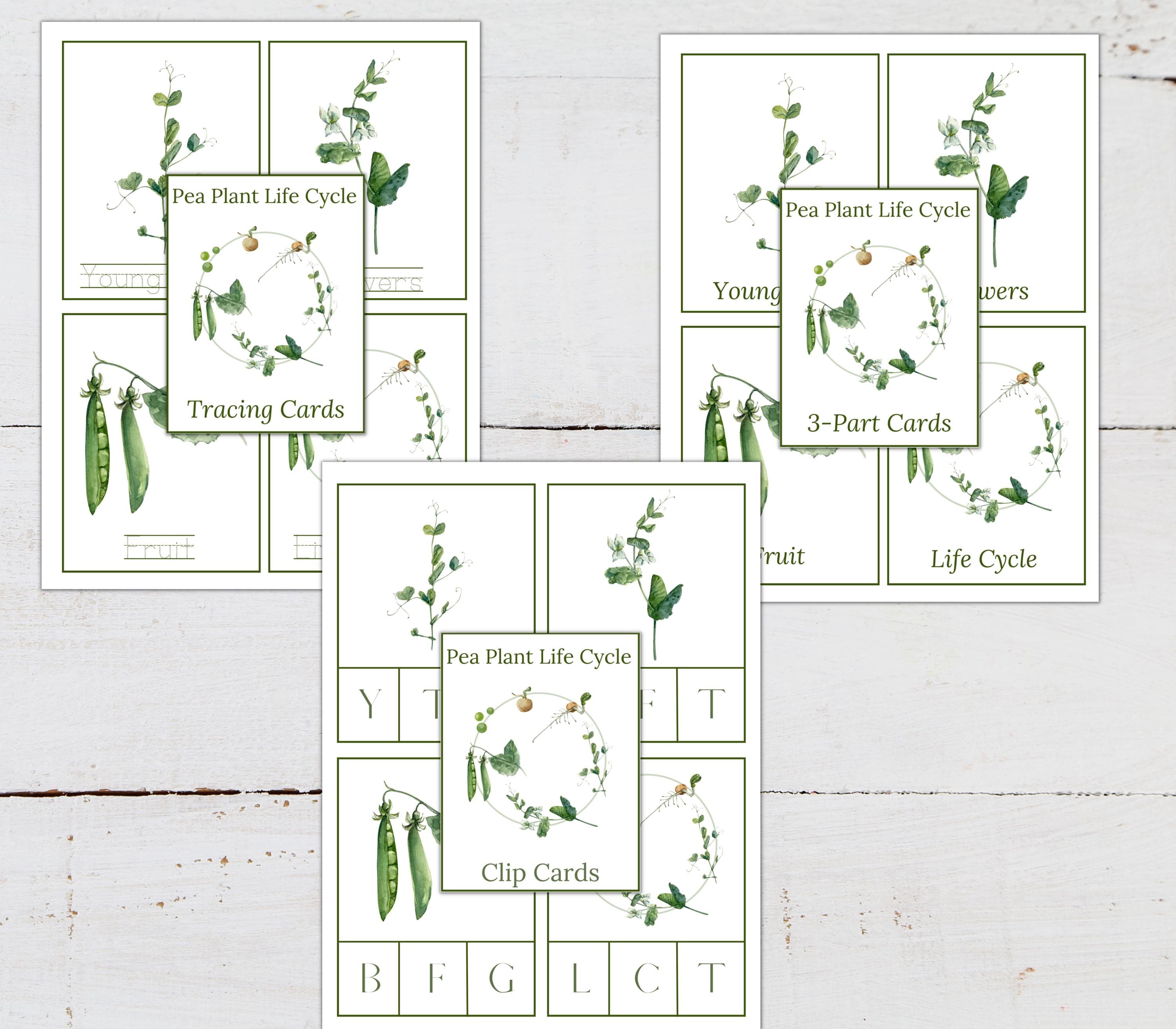 Pea Plant Unit Study: Life Cycle, Anatomy, Homeschool (instant Download ...