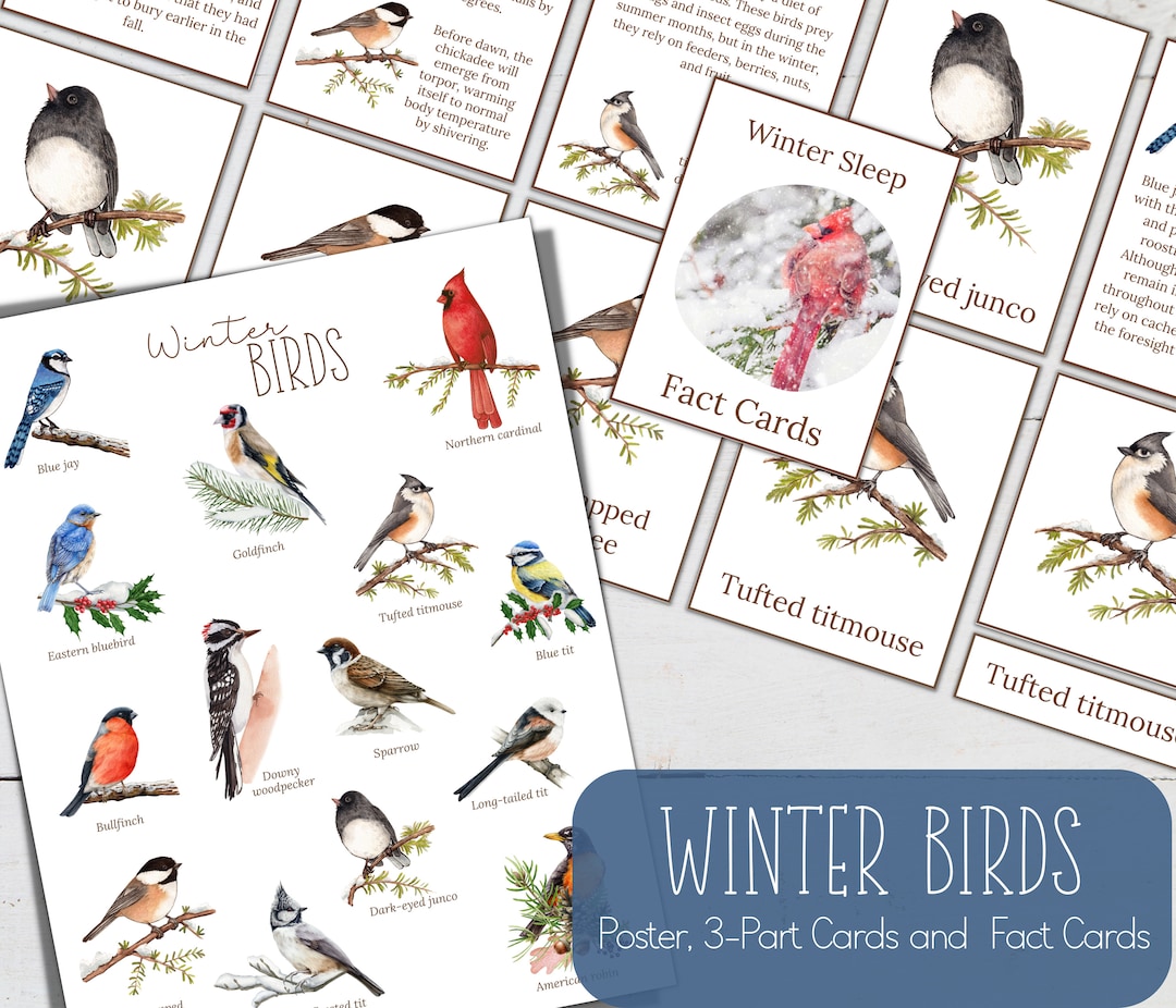 WINTER BIRDS Fact Cards, 3 Part Cards and Mini Poster, Nature, Digital ...