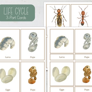 Ant Colony Unit Study: Homeschool Science Printable (instant Download ...