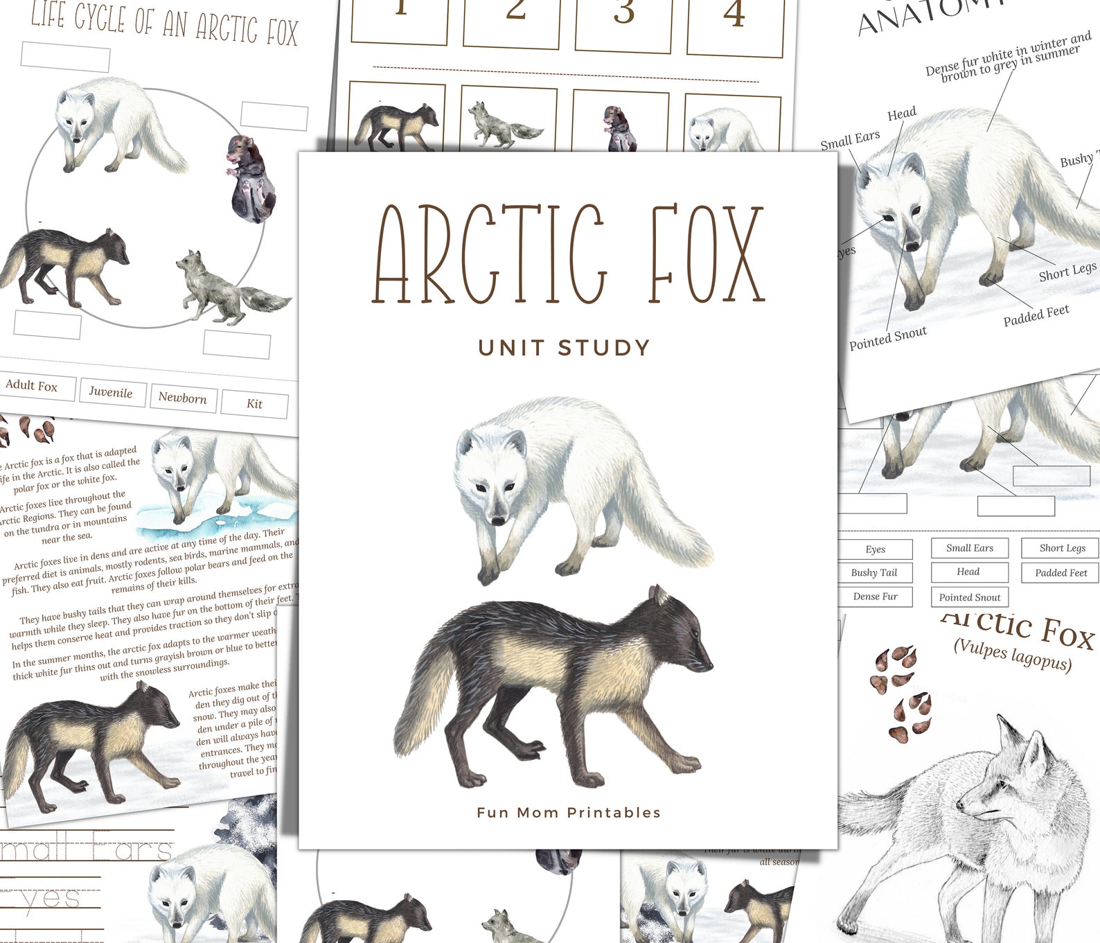 Arctic Fox Unit Study: Homeschool Science Printable (instant Download ...