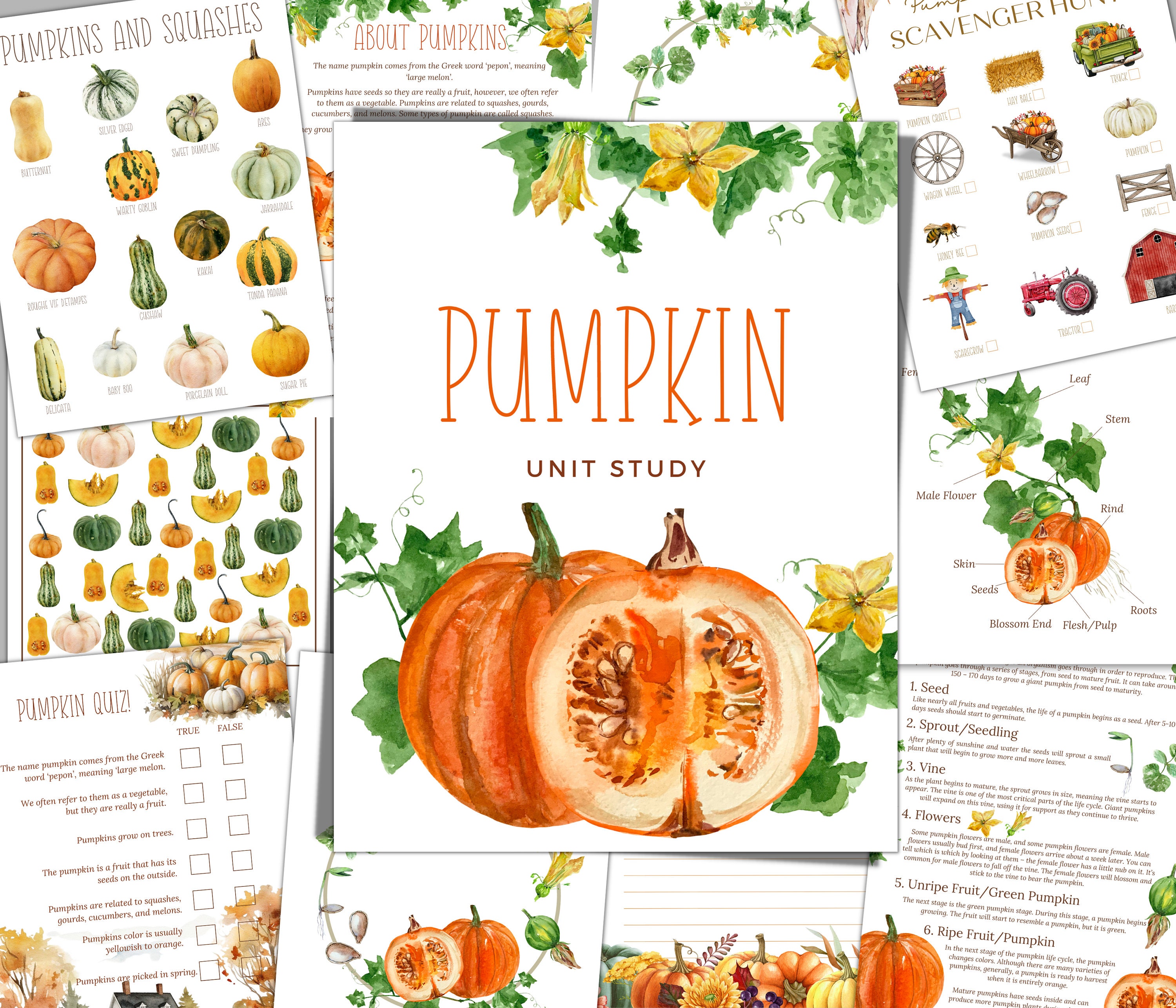 PUMPKIN Unit Study, Life Cycle, Anatomy, Nature Study, Science ...