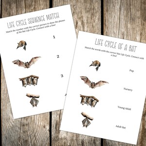 BAT Life Cycle Nature Study Homeschool Printable Instant - Etsy