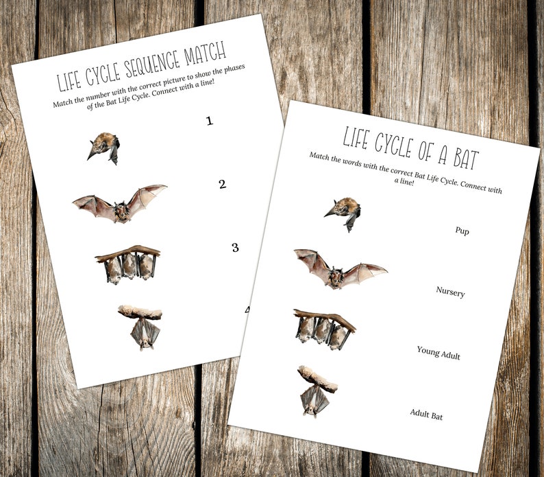 BAT Life Cycle Nature Study Homeschool Printable Instant - Etsy